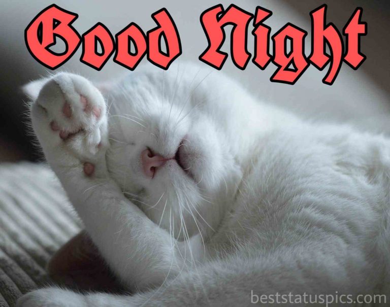 51+ Beautiful Good Night HD Images With Cat, Kitty, Kitten - Best ...